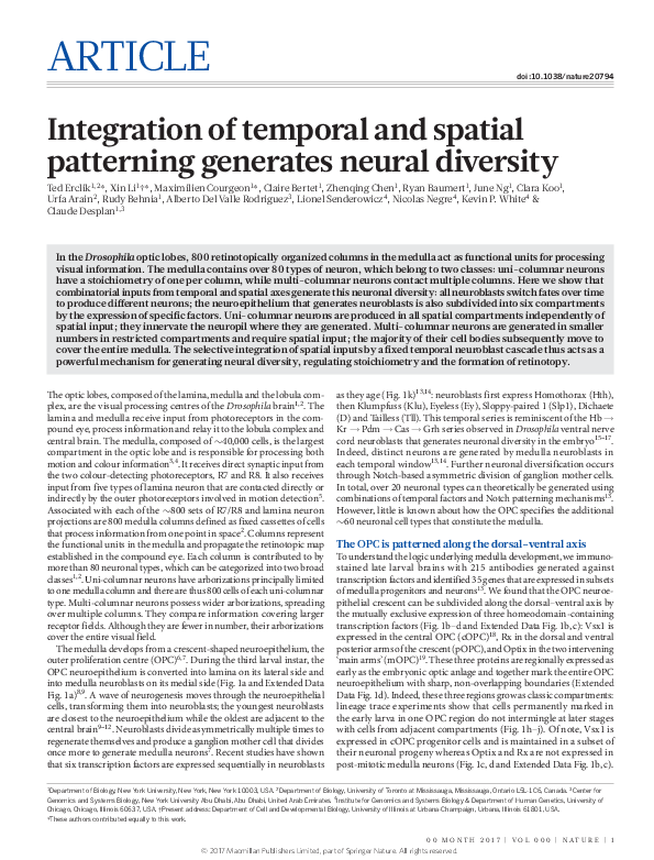 (PDF) Integration of temporal and spatial patterning generates neural ...