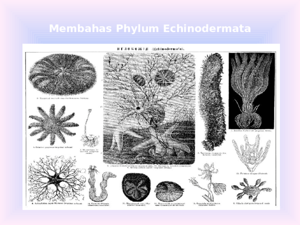 (PPT) Membahas Phylum Echinodermata