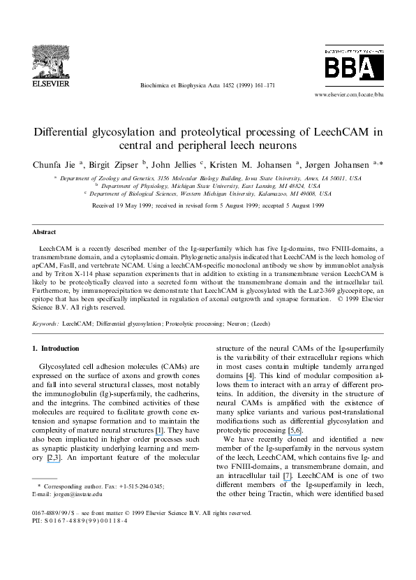 (PDF) Differential glycosylation and proteolytical processing of LeechCAM in central and ...