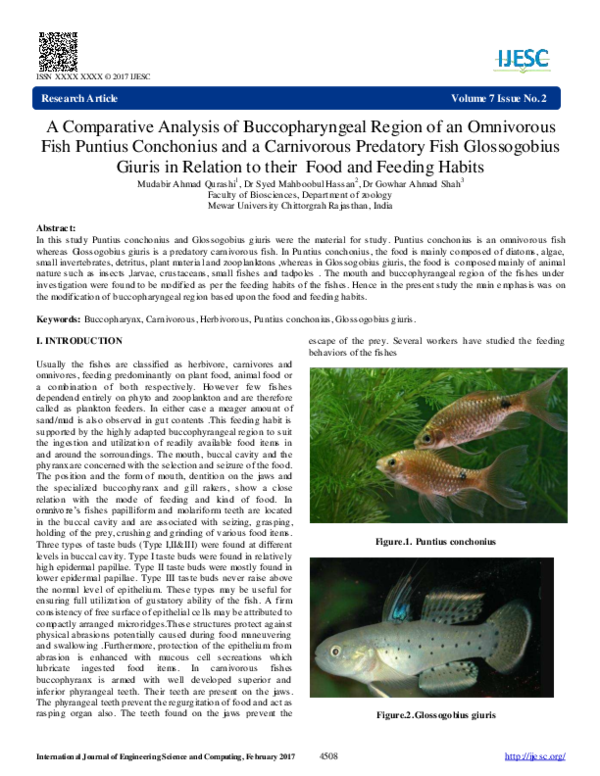 (PDF) A Comparative Analysis of Buccopharyngeal Region of an Omnivorous ...