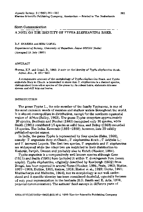 (PDF) A note on the identity of Typha elephantina roxb