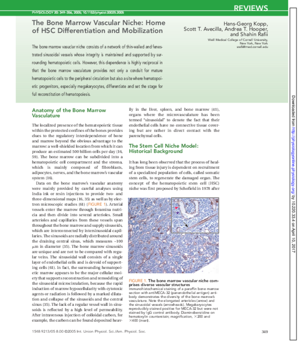 (PDF) The Bone Marrow Vascular Niche: Home of HSC Differentiation and ...