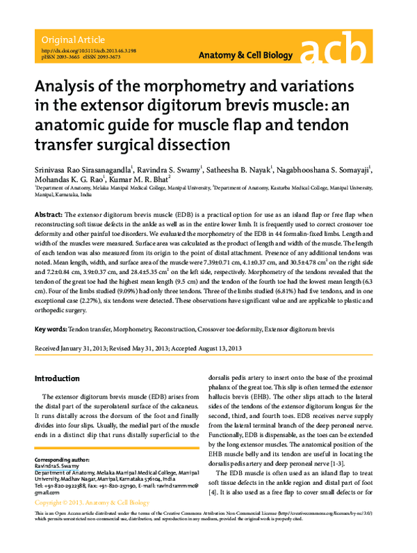 (PDF) Analysis of the morphometry and variations in the extensor ...
