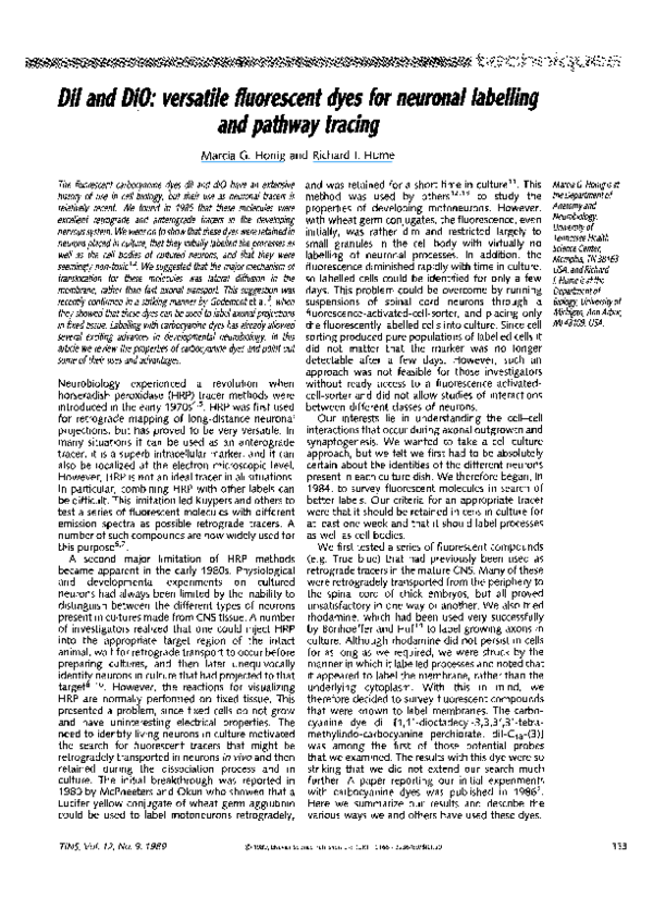(PDF) Dil and DiO: versatile fluorescent dyes for neuronal labelling ...