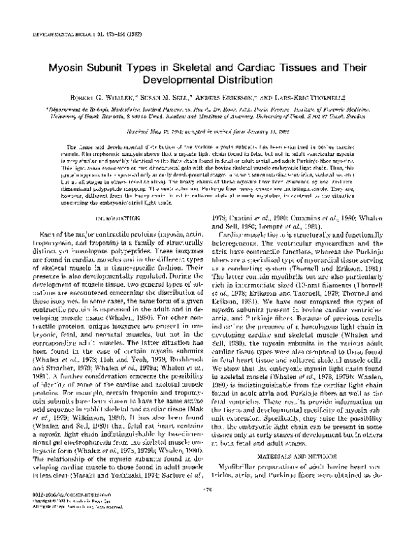 (PDF) Myosin subunit types in skeletal and cardiac tissues and their ...