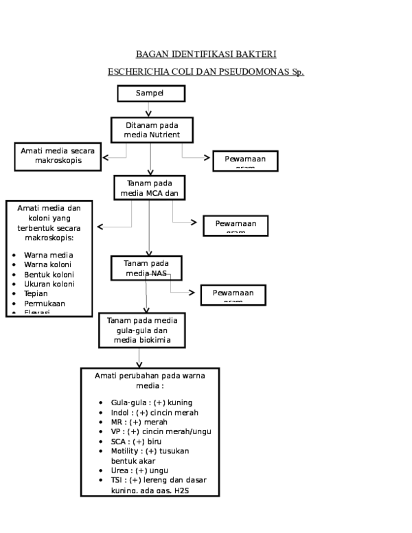(DOC) BAGAN IDENTIFIKASI BAKTERI