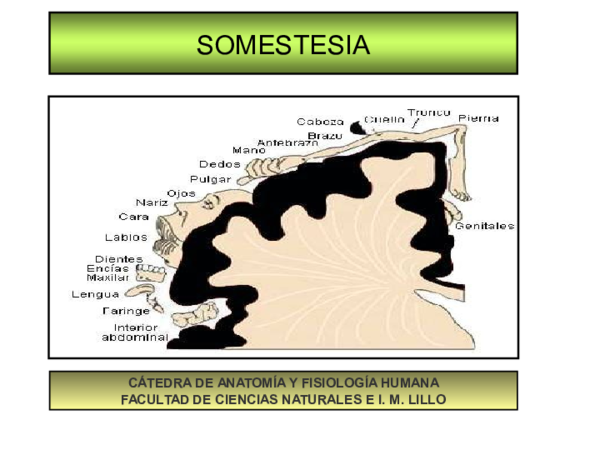 (PPT) SOMESTESIA PPT