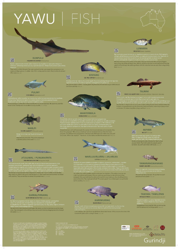(PDF) Gurindji Fish Poster
