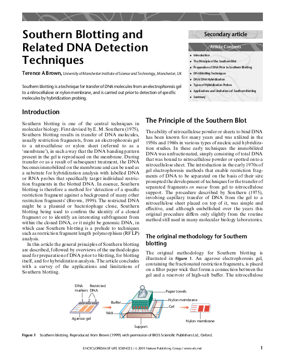 (PDF) Southern Blotting and Related DNA Detection Techniques