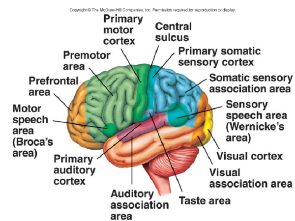 (PPT) Brain & Hormone | 재성 이 - Academia.edu