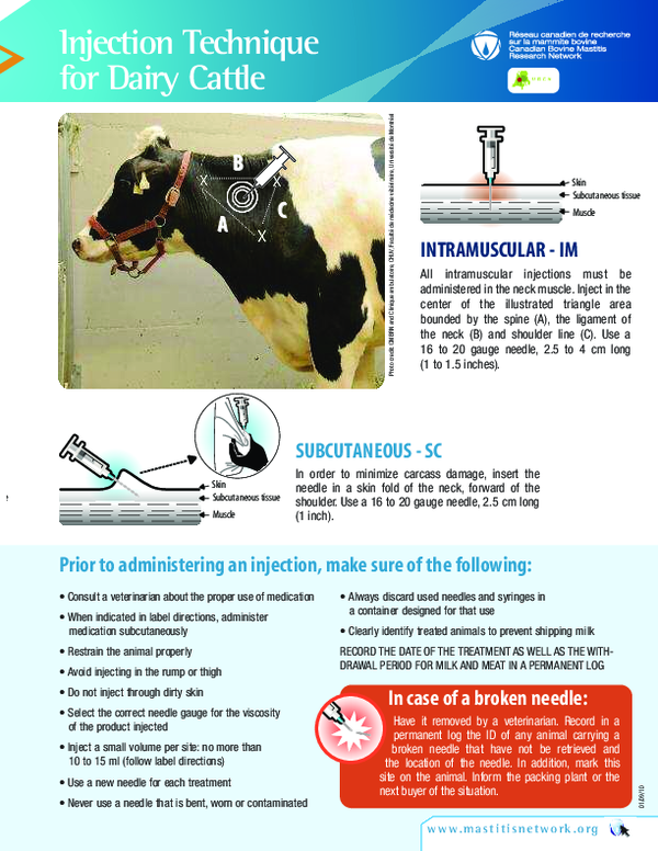 (PDF) Intramuscular Injection Techniques in Dairy Cattle