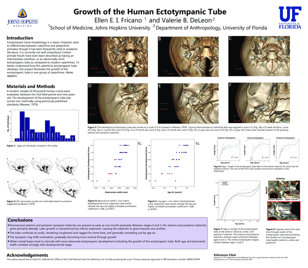 (PDF) Growth of the Human Ectotympanic Tube