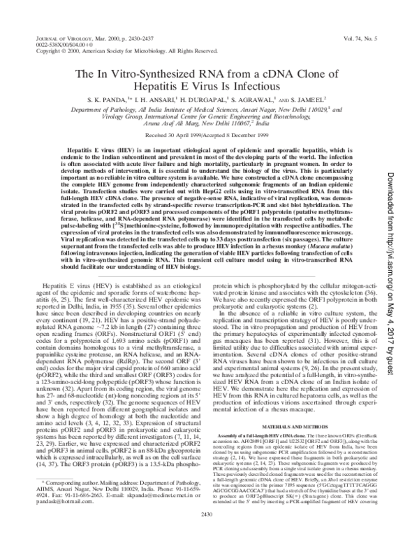 (PDF) The In Vitro-Synthesized RNA from a cDNA Clone of Hepatitis E ...