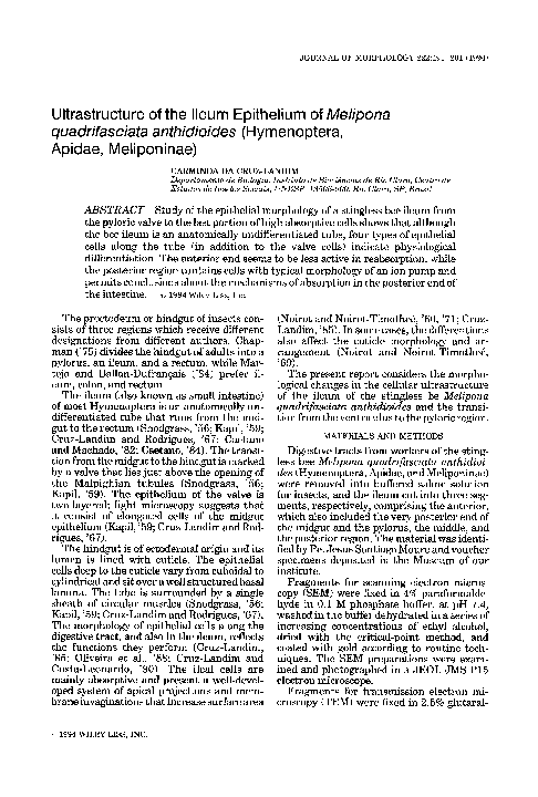 (PDF) Ultrastructure of the ileum epithelium ofMelipona quadrifasciata ...