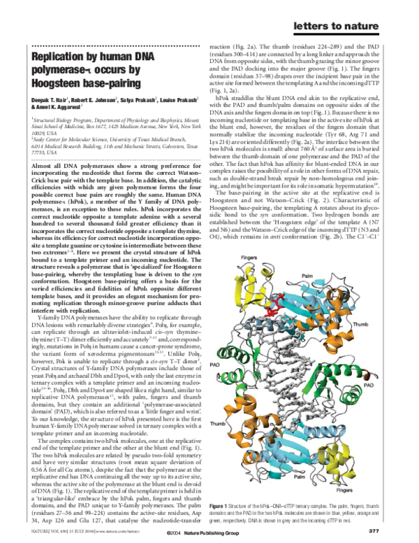 (PDF) Replication by human DNA polymerase-ι occurs by Hoogsteen base ...