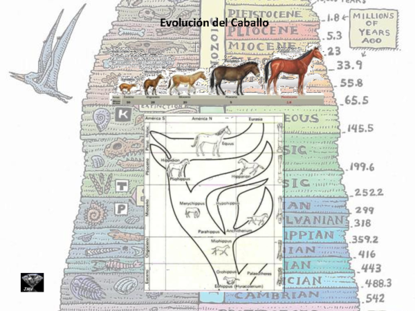 (PDF) Evolucion del Caballo