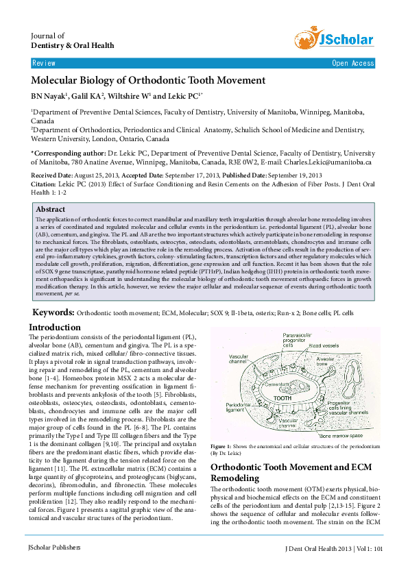 (PDF) Molecular Biology of Orthodontic Tooth Movement
