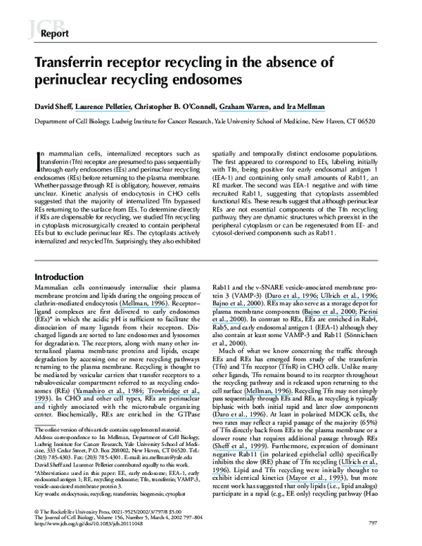 (PDF) Transferrin receptor recycling in the absence of perinuclear ...