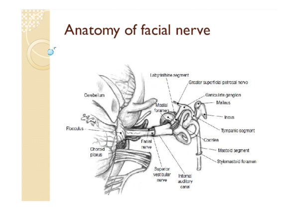 (PDF) Anatomy of facial nerve