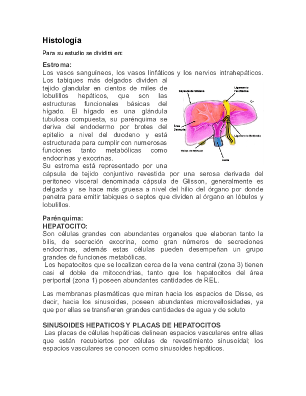 (DOC) Histología Estroma