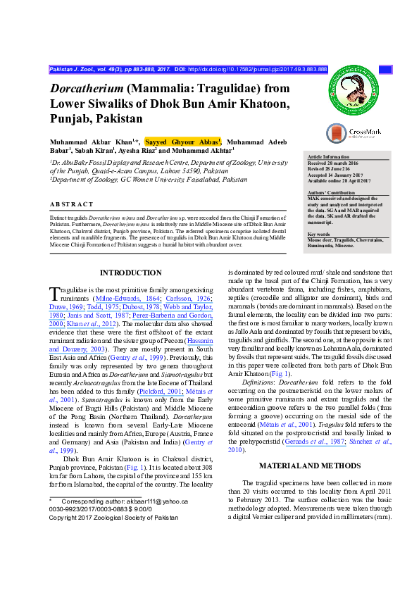 (PDF) Dorcatherium (Mammalia: Tragulidae) from Lower Siwaliks of Dhok Bun