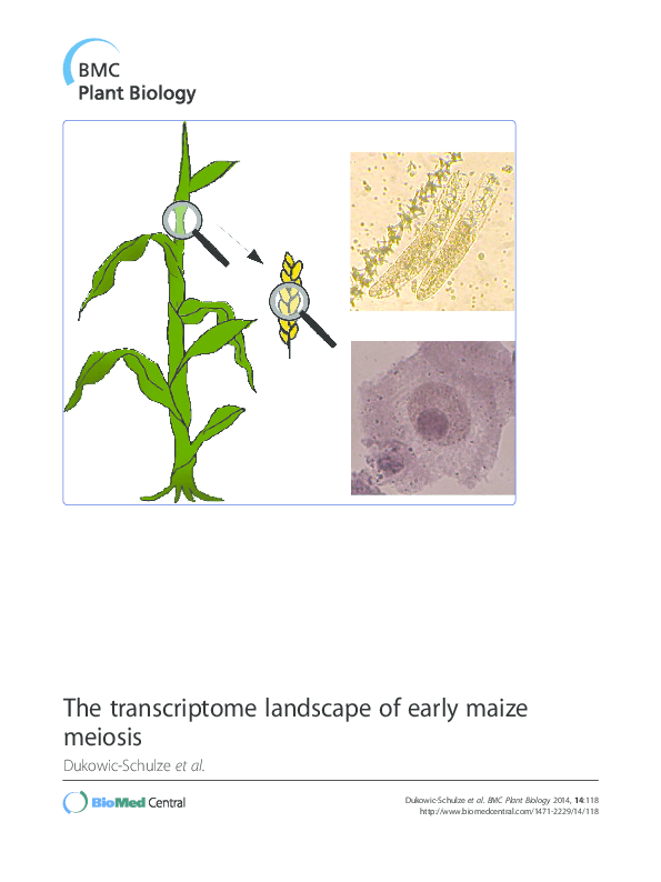 (PDF) The transcriptome landscape of early maize meiosis
