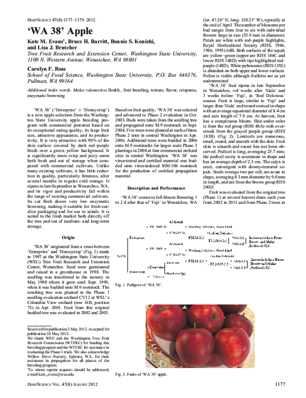 (PDF) ‘WA 38’ Apple | Lisa Brutcher - Academia.edu