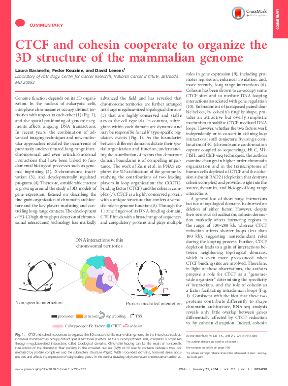 (PDF) CTCF and cohesin cooperate to organize the 3D structure of the mammalian genome