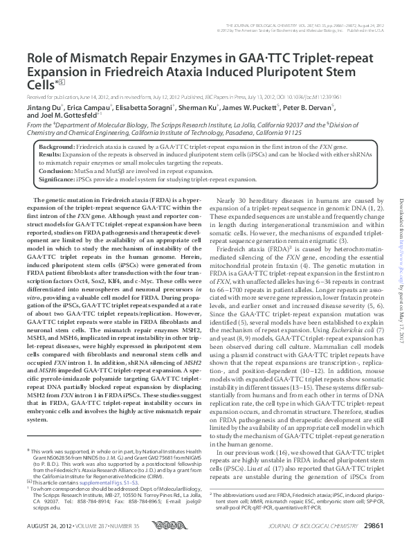 (PDF) Role of Mismatch Repair Enzymes in GAA{middle dot}TTC Triplet ...