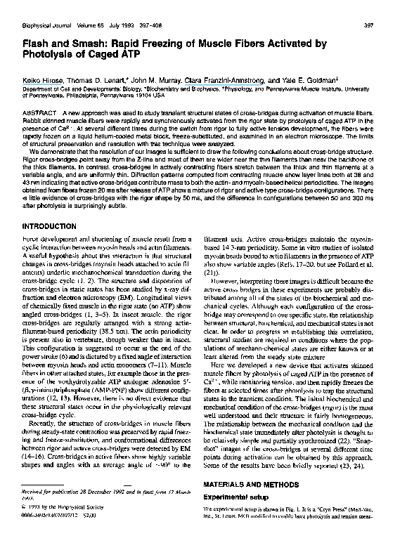 (PDF) Flash and smash: rapid freezing of muscle fibers activated by ...