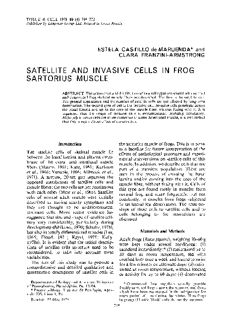 (PDF) Satellite and invasive cells in frog sartorius muscle