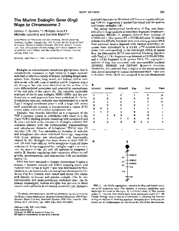 (PDF) The murine endoglin gene (Eng) maps to chromosome 2