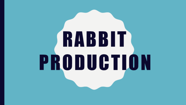 (PPT) Rabbit production.pptx