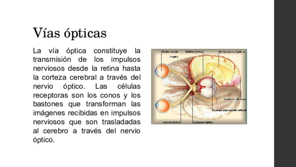 (PPT) Vías ópticas