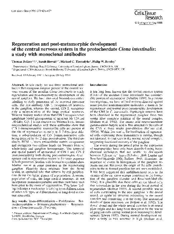 (PDF) Regeneration and post-metamorphic development of the central ...