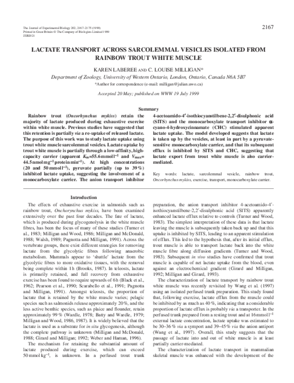 (PDF) Lactate transport across sarcolemmal vesicles isolated from ...