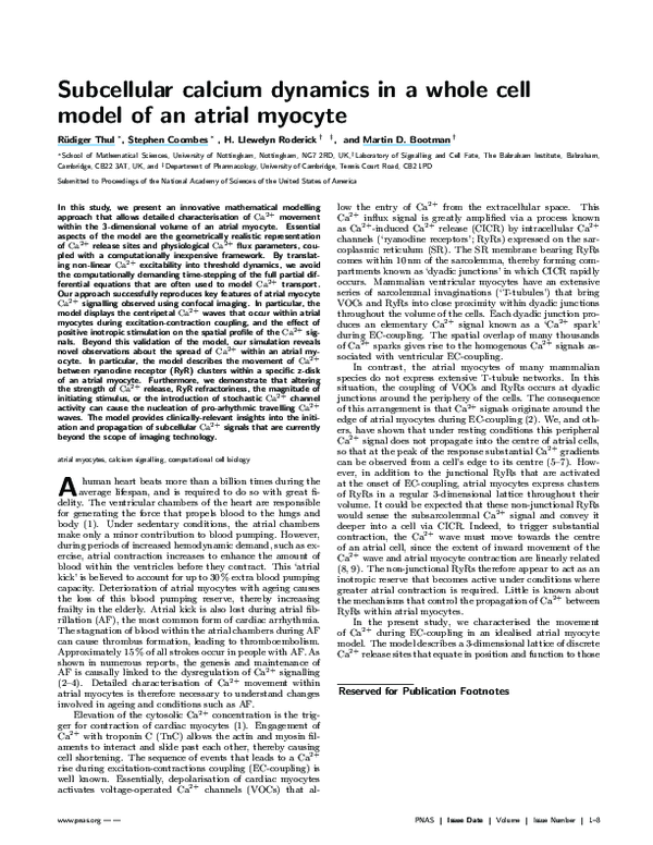 (PDF) Subcellular calcium dynamics in a whole-cell model of an atrial ...