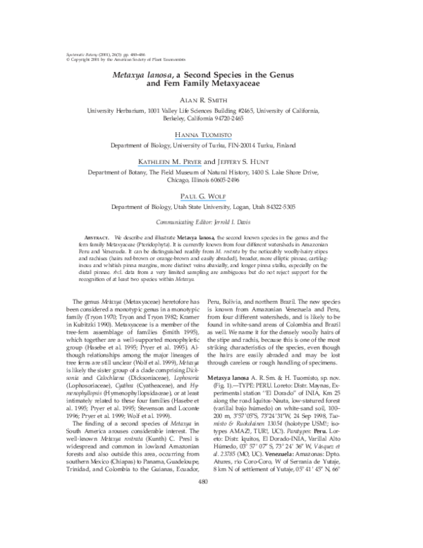 (PDF) Metaxya lanosa, a second species in the genus and fern family ...