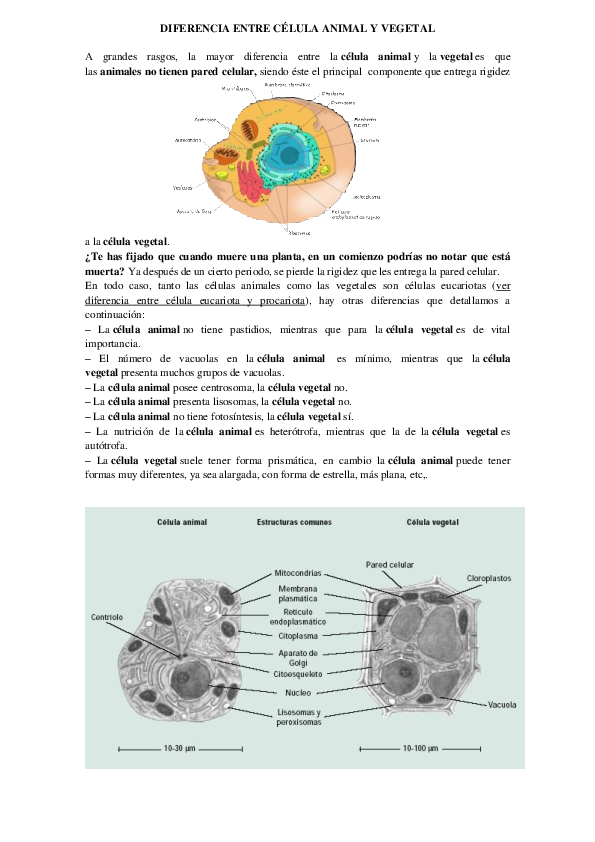 Diferencias Entre Celula Animal Y Vegetal