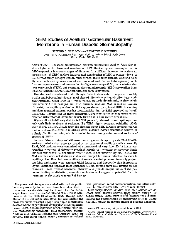 (PDF) SEM studies of acellular glomerular basement membrane in human ...
