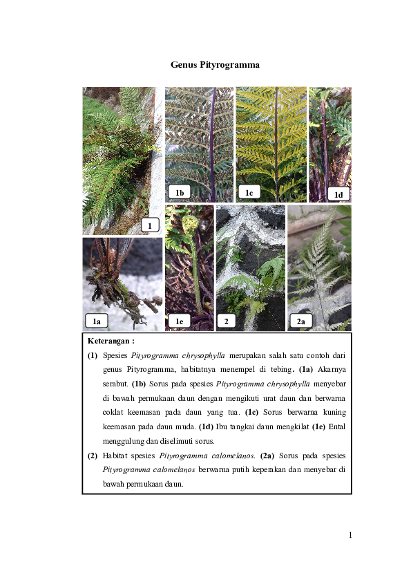 (DOC) Genus Pityrogramma