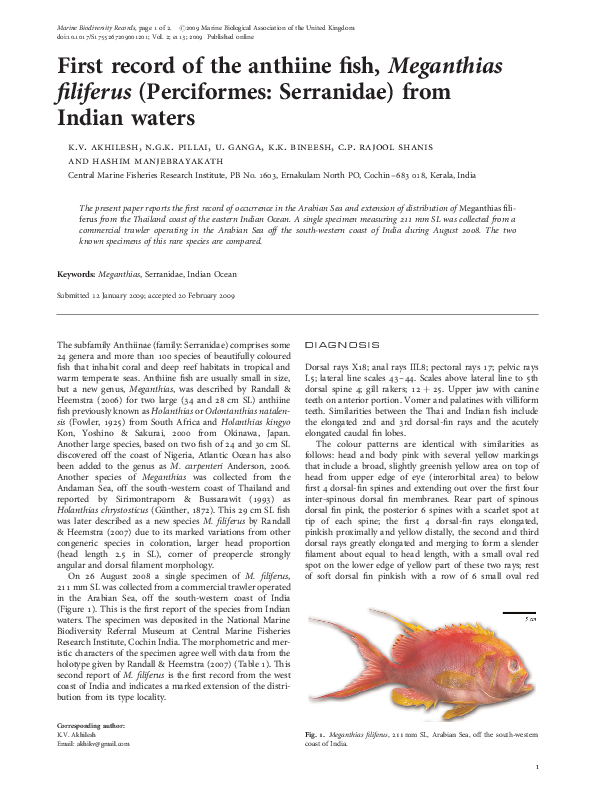 Marine Percoid Fish With Thick Lips And Strong Teeth | Lipstutorial.org