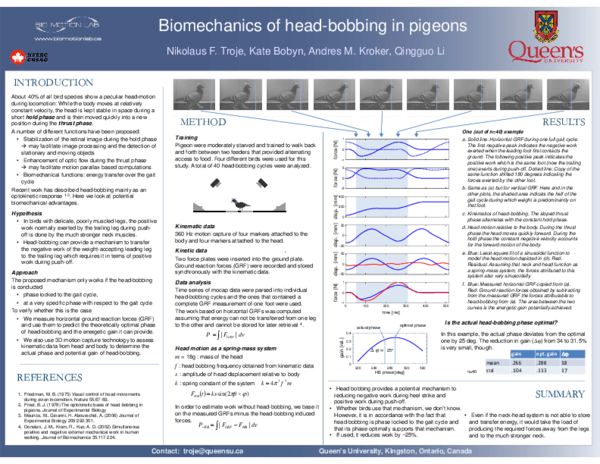 (PDF) Biomechanics of head-bobbing in pigeons