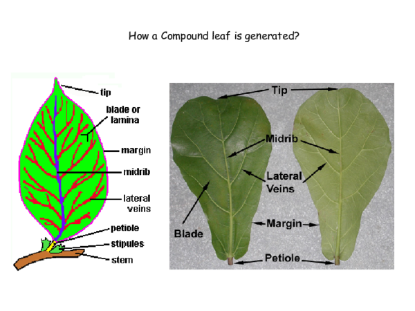 (PDF) How a Compound leaf is generated | manikanta kolasani - Academia.edu