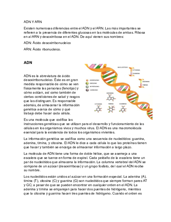 (DOC) ADN Y ARN | Flor Ruiz - Academia.edu