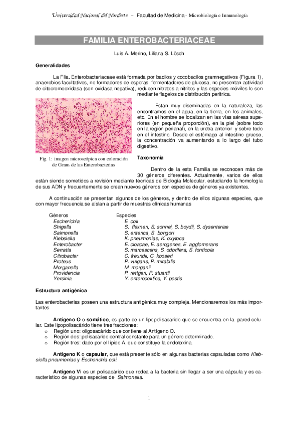 (PDF) FAMILIA ENTEROBACTERIACEAE