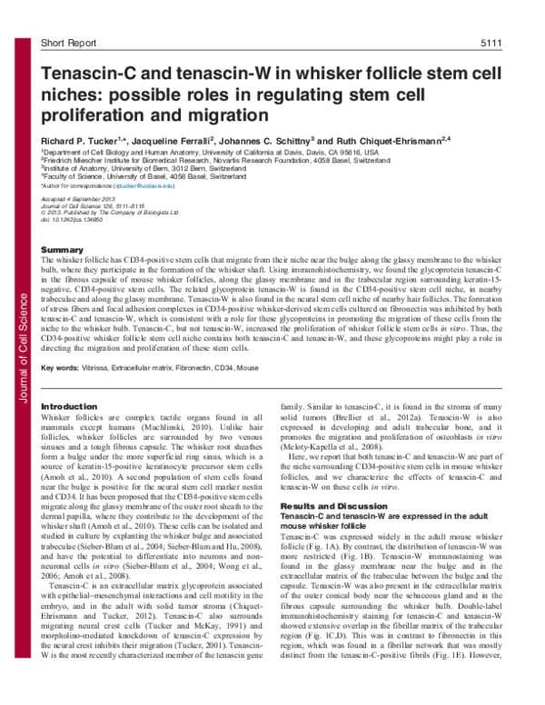 (PDF) Tenascin-C and tenascin-W in whisker follicle stem cell niches ...
