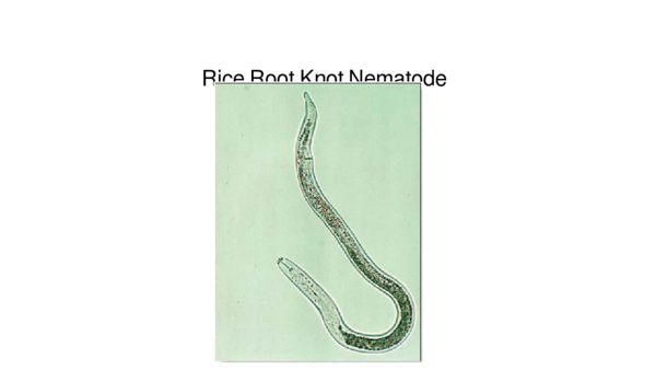 (PPT) Rice Root Knot Nematode.pptx