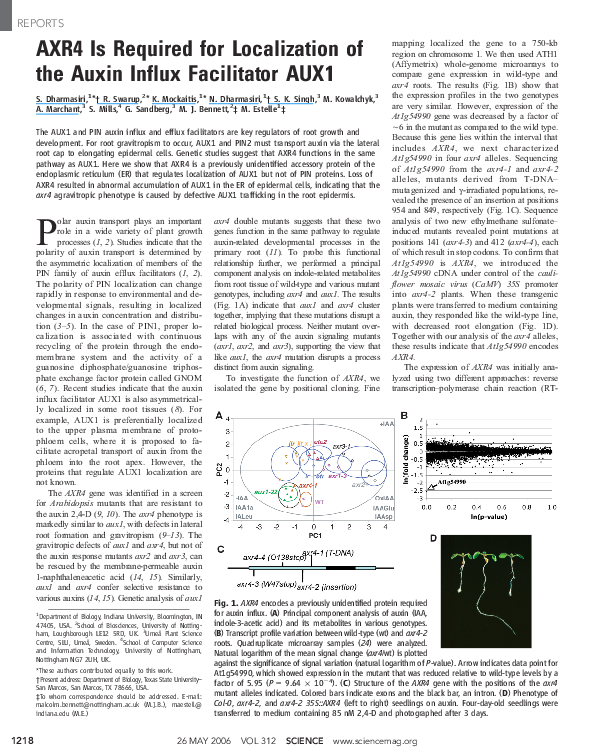 (PDF) AXR4 Is Required for Localization of the Auxin Influx Facilitator ...