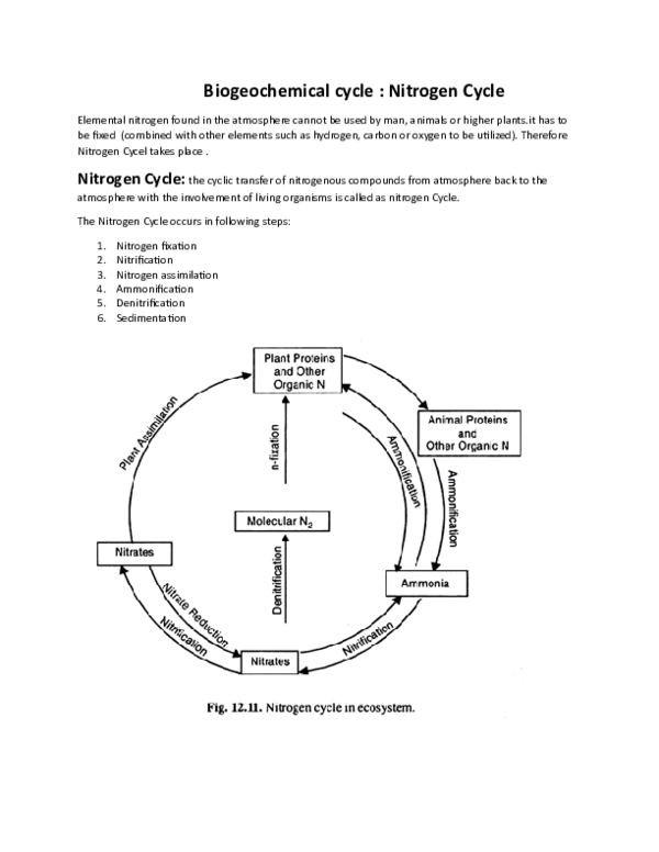(DOC) Biogeochemical cycle : Nitrogen Cycle